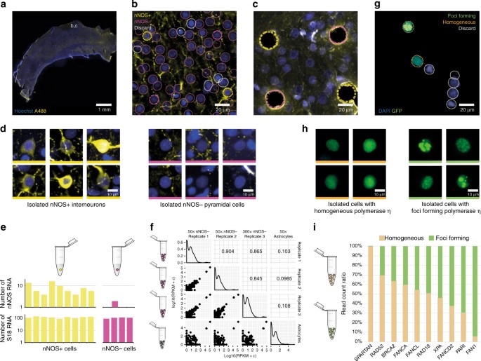 Intelligent image-based in situ single-cell isolation | Nature ...