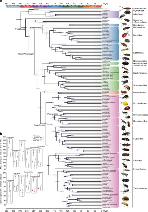 Evolutionary history of Coleoptera revealed by extensive sampling of ...