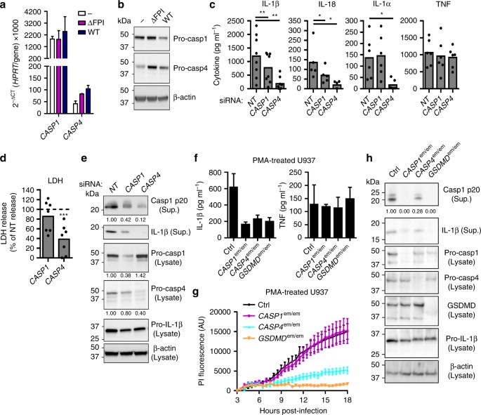 Human caspase-4 detects tetra-acylated LPS and cytosolic Francisella ...