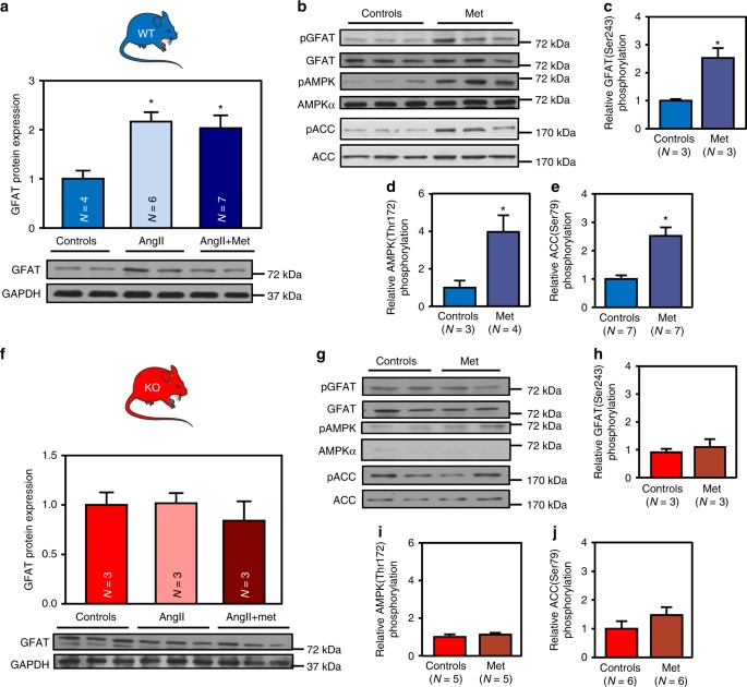 AMPK activation counteracts cardiac hypertrophy by reducing O-GlcNAcylation | Nature Communications