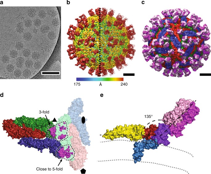 Structure of tick-borne encephalitis virus and its neutralization by a ...