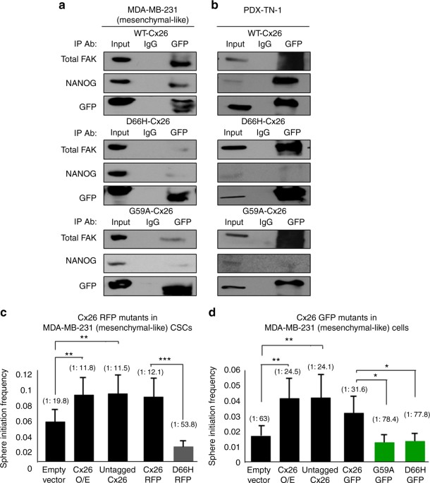 Cx26 drives self-renewal in triple-negative breast cancer via ...