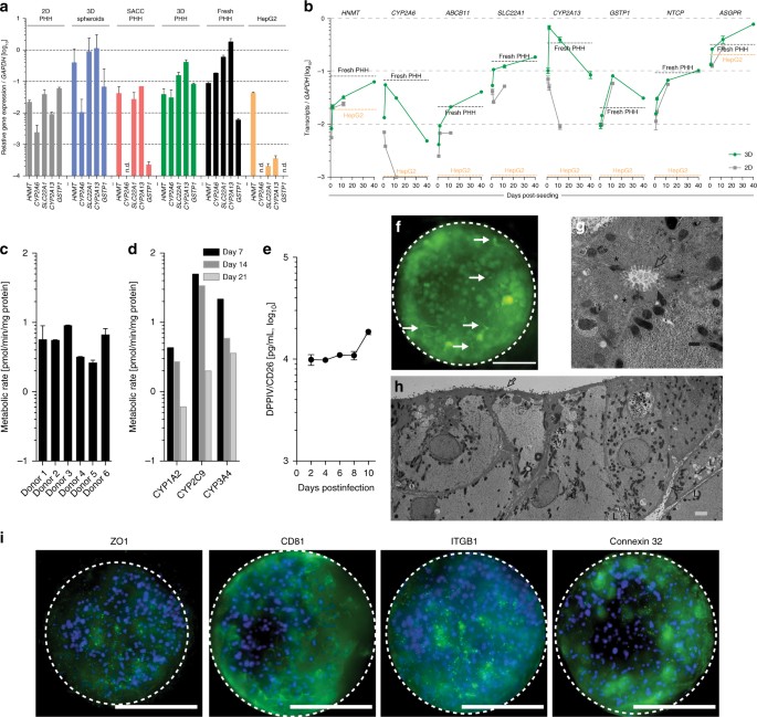 3D microfluidic liver cultures as a physiological preclinical tool for ...