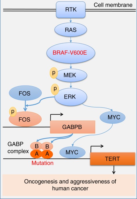 Regulation Of Mutant Tert By Braf V600e Map Kinase Pathway Through Fos