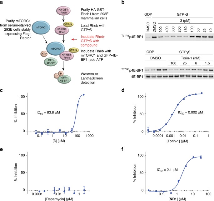 A small molecule inhibitor of Rheb selectively targets mTORC1 signaling ...