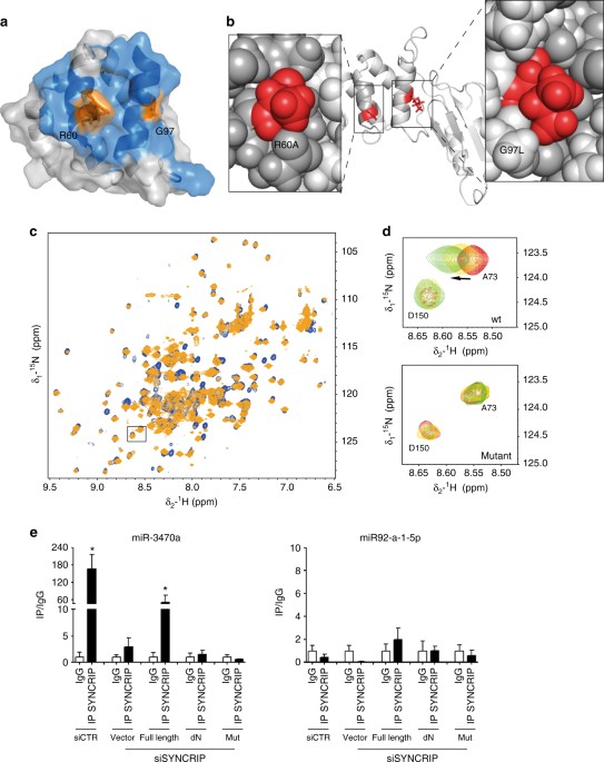 A cryptic RNA-binding domain mediates Syncrip recognition and exosomal ...