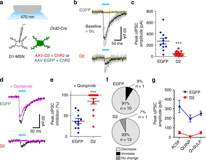 Accumbens dopamine D2 receptors increase motivation by decreasing ...