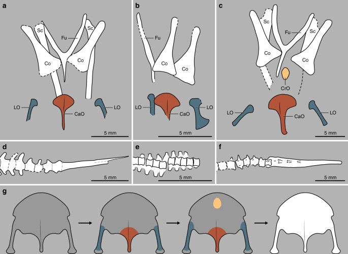 A diminutive perinate European Enantiornithes reveals an asynchronous ...