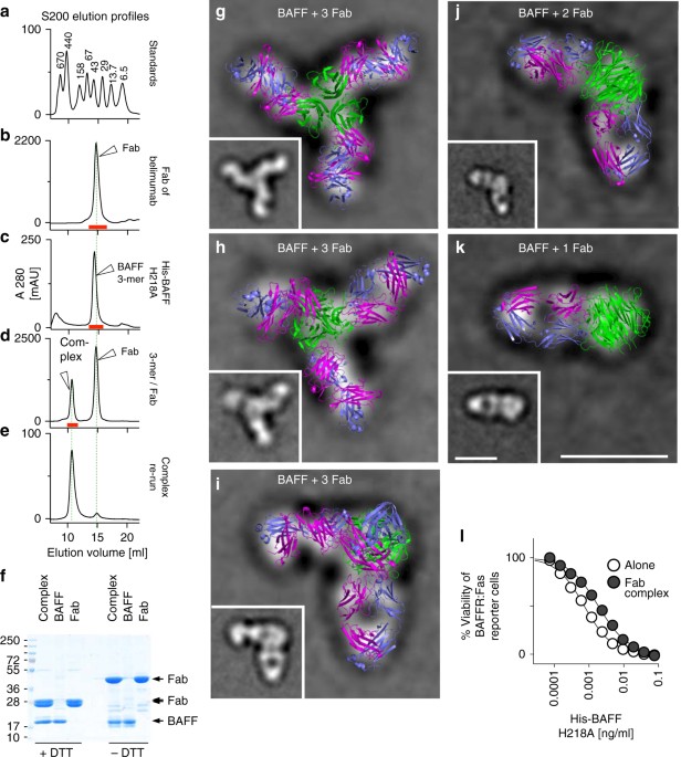 A loop region of BAFF controls B cell survival and regulates ...