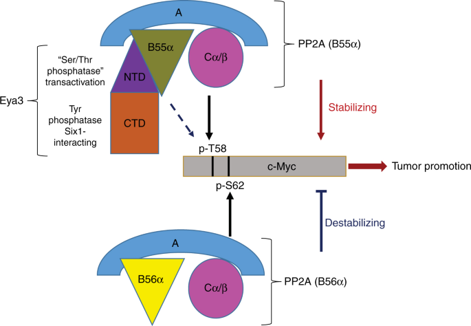 Eya3 partners with PP2A to induce c-Myc stabilization and tumor ...