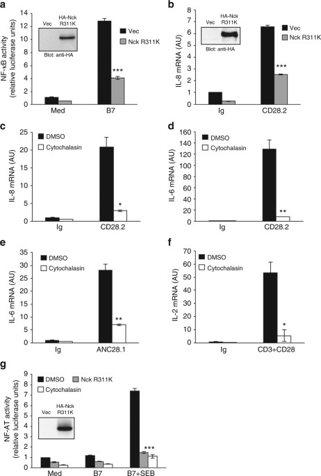 A non-conserved amino acid variant regulates differential signalling ...
