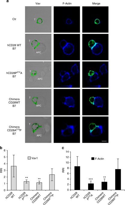 A non-conserved amino acid variant regulates differential signalling ...