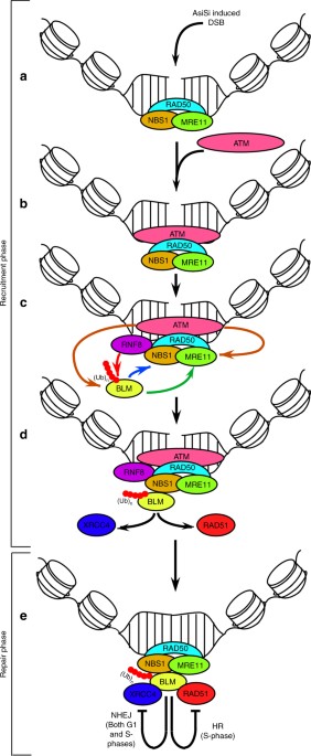 MRN complex-dependent recruitment of ubiquitylated BLM helicase to DSBs ...