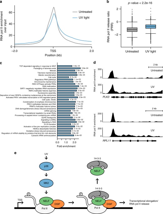 p38-MK2 signaling axis regulates RNA metabolism after UV-light-induced ...