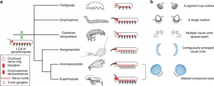 Brain and eyes of Kerygmachela reveal protocerebral ancestry of the ...