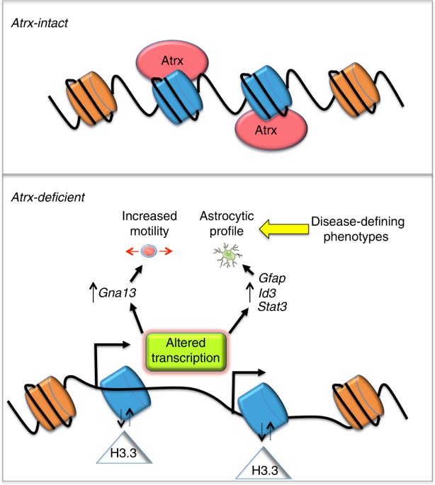 Atrx inactivation drives disease-defining phenotypes in glioma cells of ...