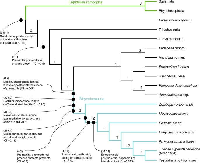 A tiny Triassic saurian from Connecticut and the early evolution of the ...