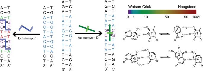 Modulation of Hoogsteen dynamics on DNA recognition | Nature Communications