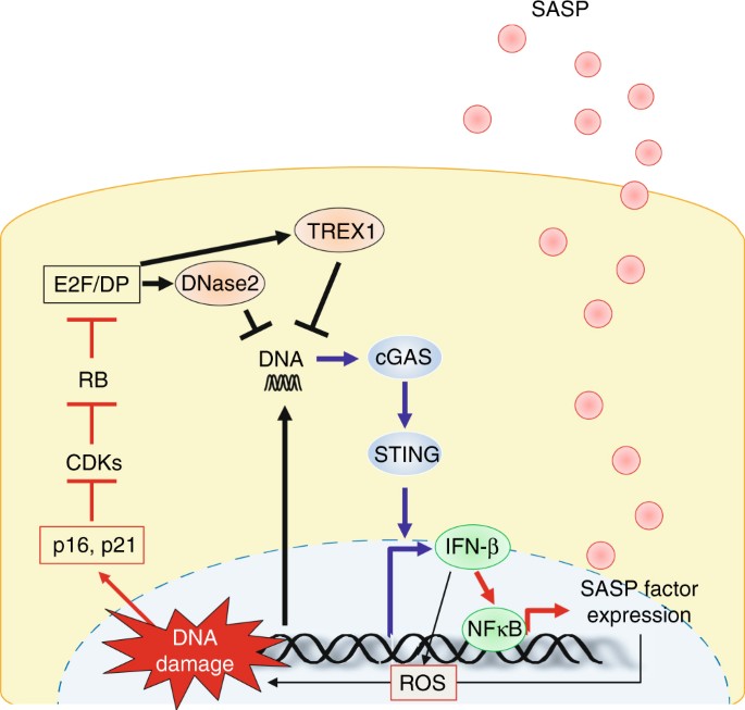 Downregulation of cytoplasmic DNases is implicated in cytoplasmic DNA ...