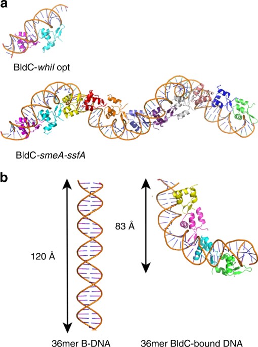 The MerR-like protein BldC binds DNA direct repeats as cooperative ...