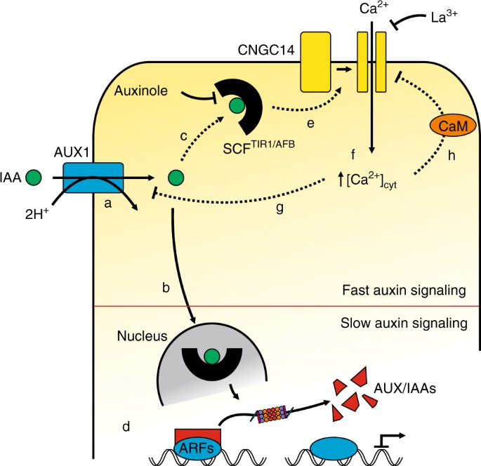 AUX1-mediated root hair auxin influx governs SCF TIR1/AFB -type Ca 2+ signaling | Nature ...