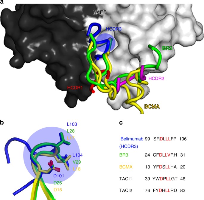 BAFF-neutralizing interaction of belimumab related to its therapeutic ...