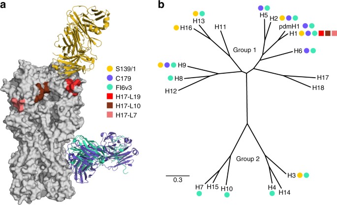 How single mutations affect viral escape from broad and narrow ...
