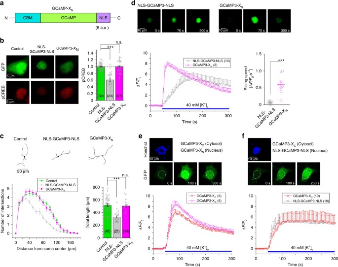 Improved calcium sensor GCaMP-X overcomes the calcium channel ...