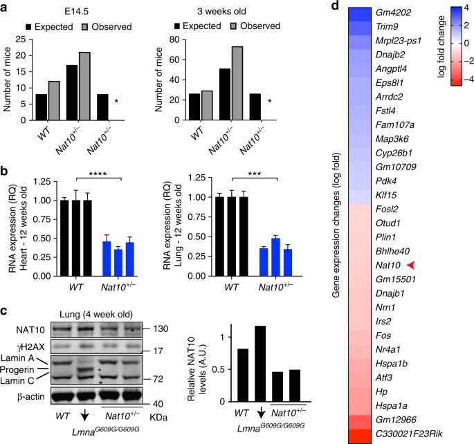 Targeting of NAT10 enhances healthspan in a mouse model of human ...