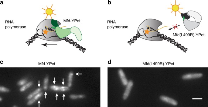 The transcription-repair coupling factor Mfd associates with RNA ...