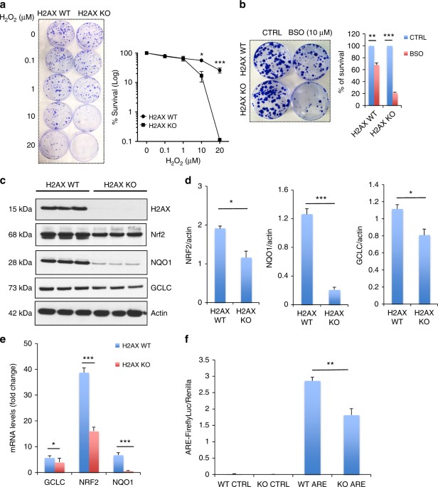 Histone H2AX deficiency causes neurobehavioral deficits and impaired ...