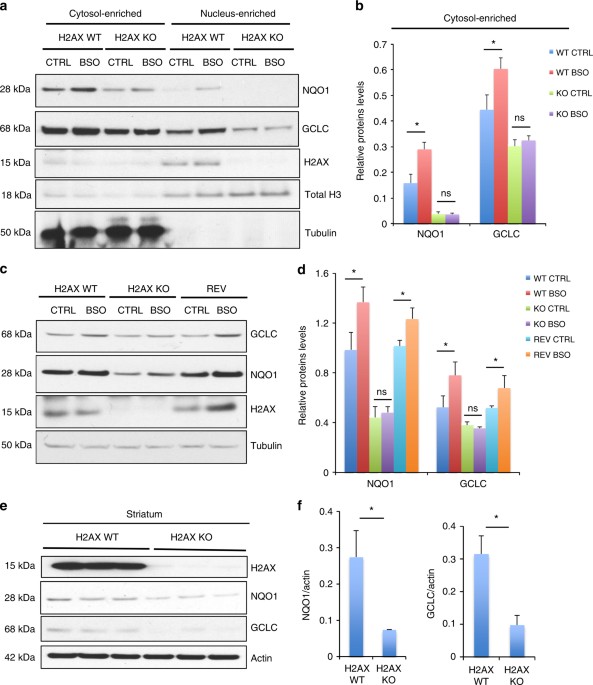 Histone H2AX deficiency causes neurobehavioral deficits and impaired ...