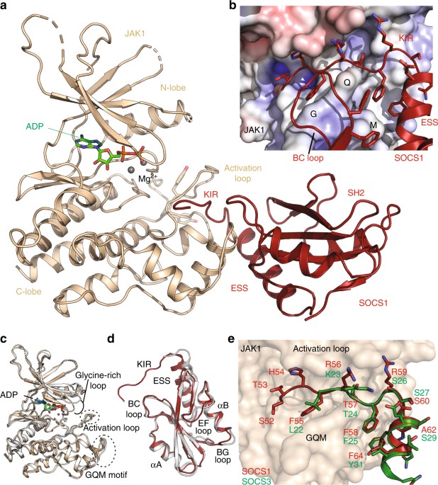 The molecular basis of JAK/STAT inhibition by SOCS1 | Nature Communications