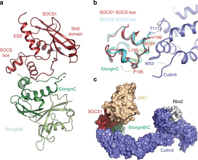 The molecular basis of JAK/STAT inhibition by SOCS1 | Nature Communications