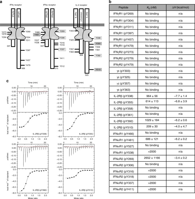 The molecular basis of JAK/STAT inhibition by SOCS1 | Nature Communications