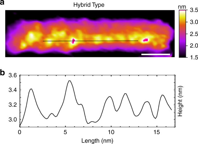 High-resolution AFM structure of DNA G-wires in aqueous solution ...