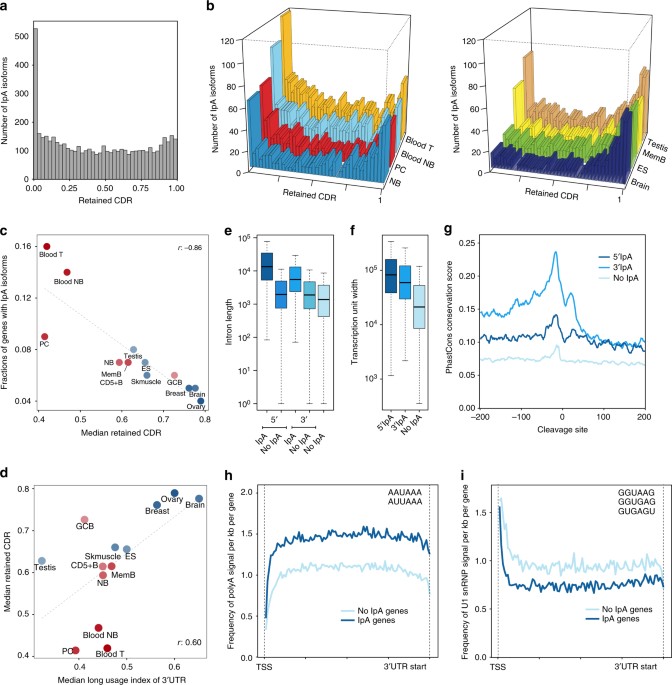 Widespread intronic polyadenylation diversifies immune cell ...