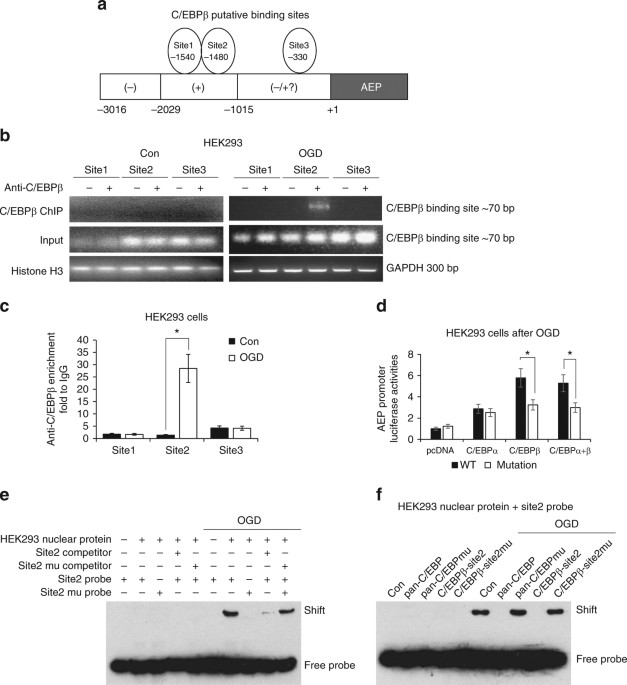 C/EBPβ regulates delta-secretase expression and mediates pathogenesis ...