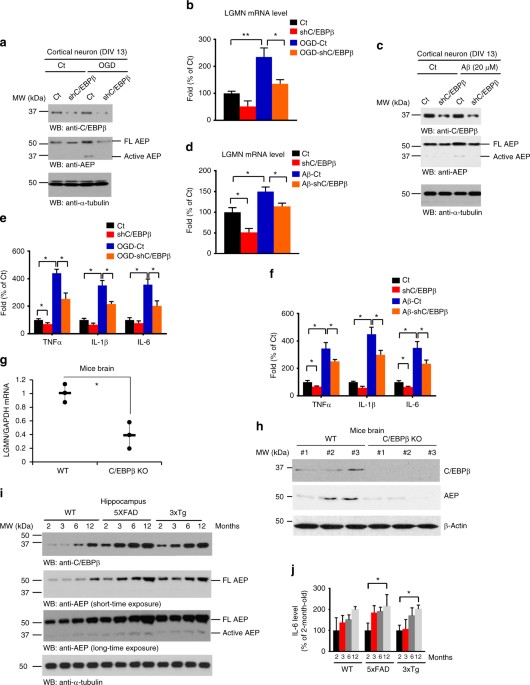 C/EBPβ regulates delta-secretase expression and mediates pathogenesis ...