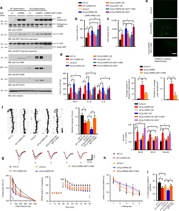 C/EBPβ regulates delta-secretase expression and mediates pathogenesis ...