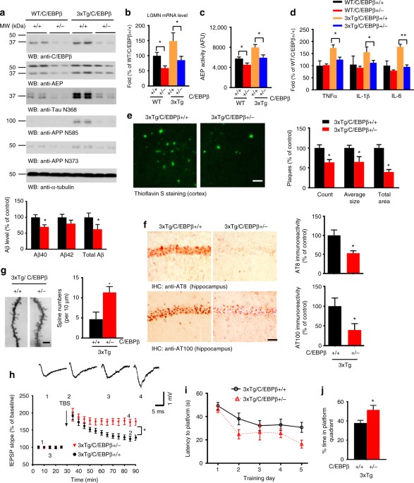C/EBPβ regulates delta-secretase expression and mediates pathogenesis ...
