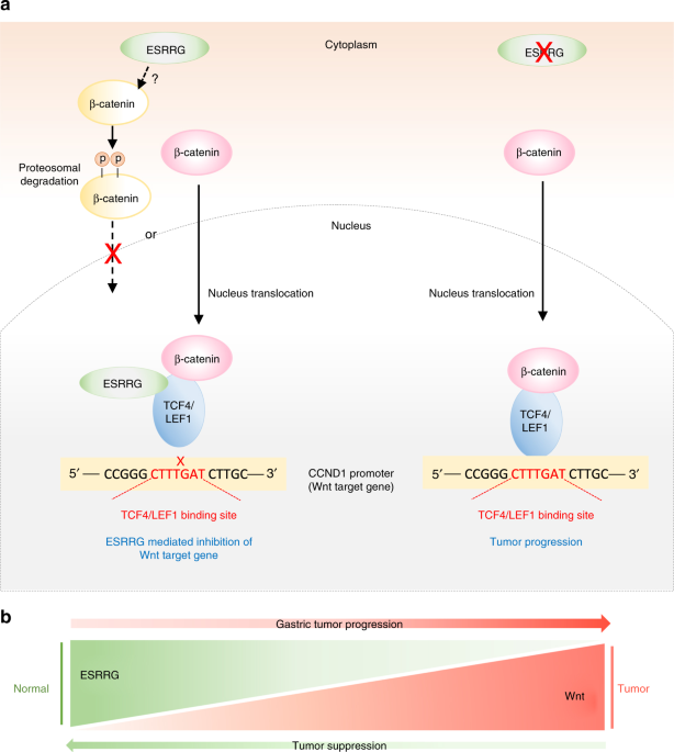 Estrogen-related receptor gamma functions as a tumor suppressor in ...