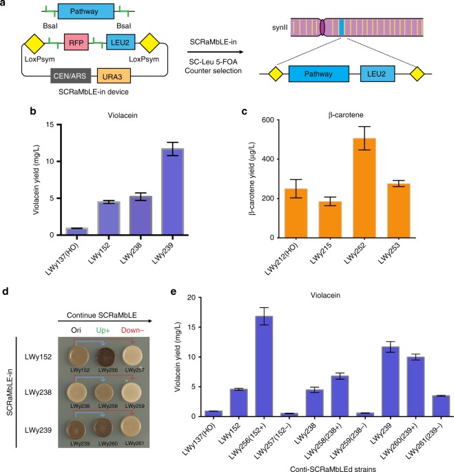 Rapid pathway prototyping and engineering using in vitro and in vivo ...