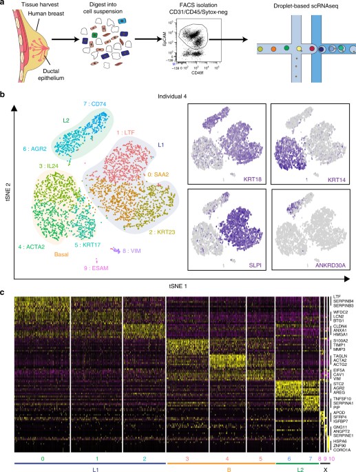 Profiling human breast epithelial cells using single cell RNA ...