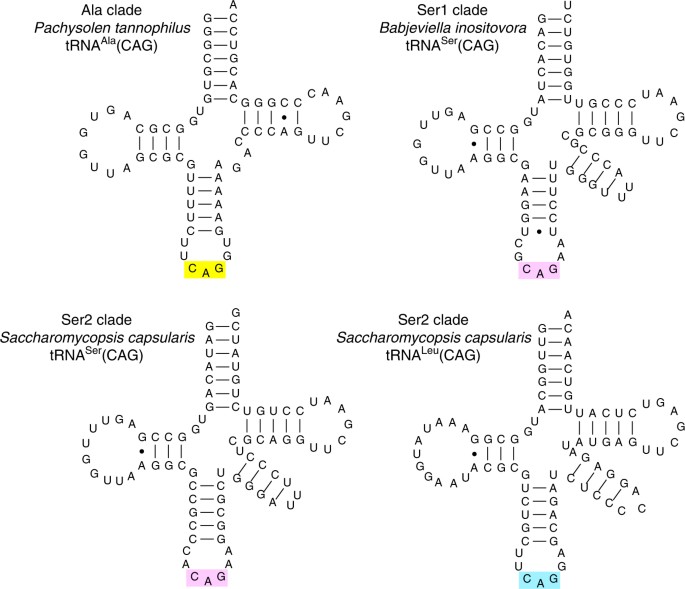 Evolutionary instability of CUG-Leu in the genetic code of budding ...