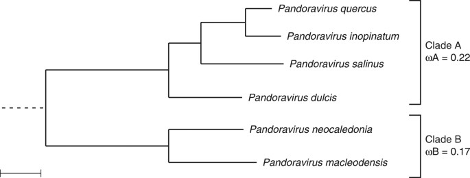 Diversity and evolution of the emerging Pandoraviridae family | Nature ...
