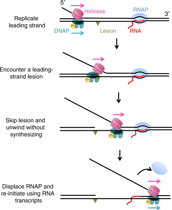 Helicase promotes replication re-initiation from an RNA transcript ...