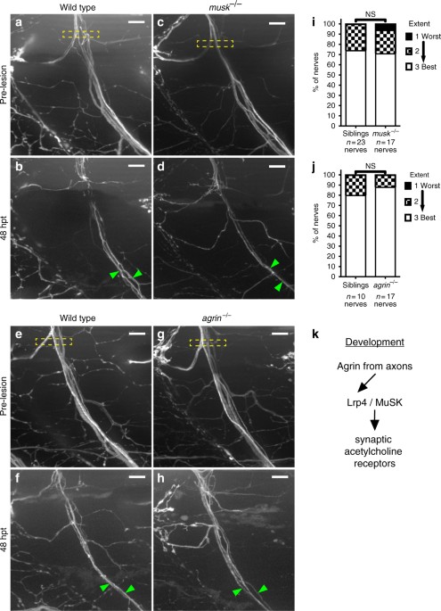 The synaptic receptor Lrp4 promotes peripheral nerve regeneration ...