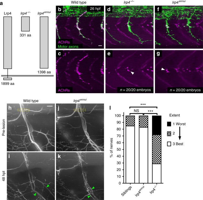 The synaptic receptor Lrp4 promotes peripheral nerve regeneration ...