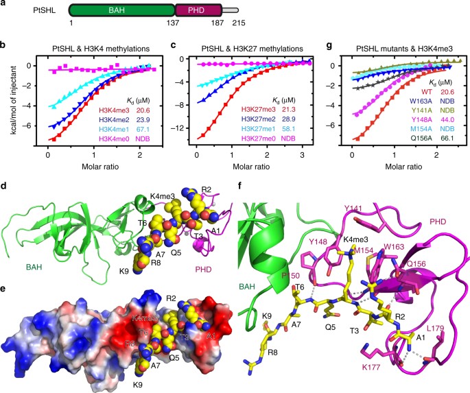 Dual recognition of H3K4me3 and H3K27me3 by a plant histone reader SHL | Nature Communications